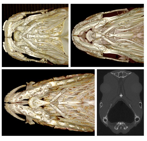 CT Imaging | The Webb Lab @ URI