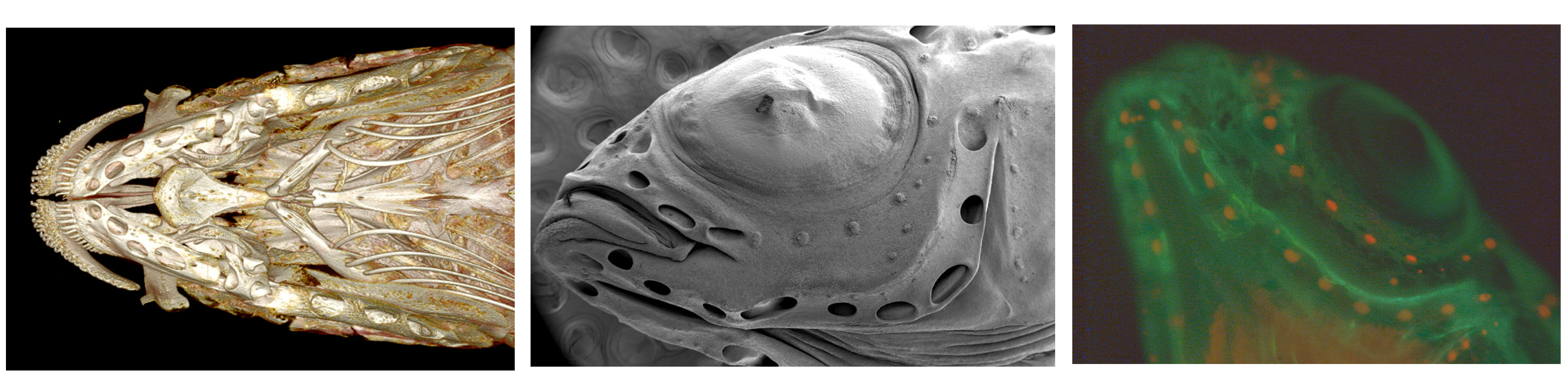 Research | The Webb Lab @ URI